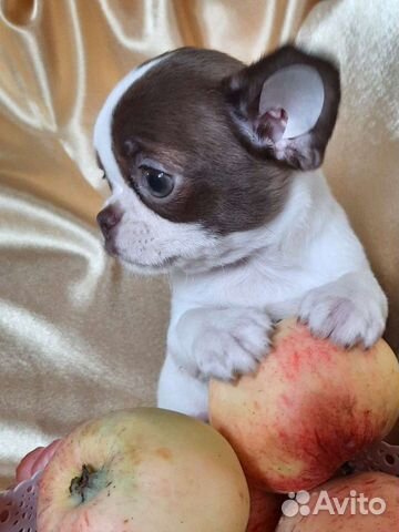 Красотка Валенсия