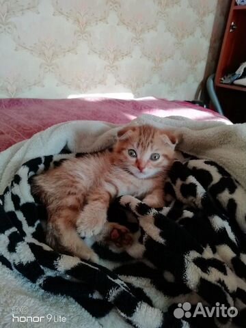 Котята шотландские