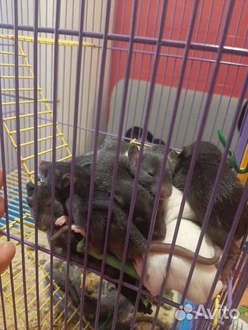 Крысята дамбо и обычные