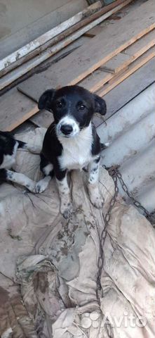 Милые щеночки