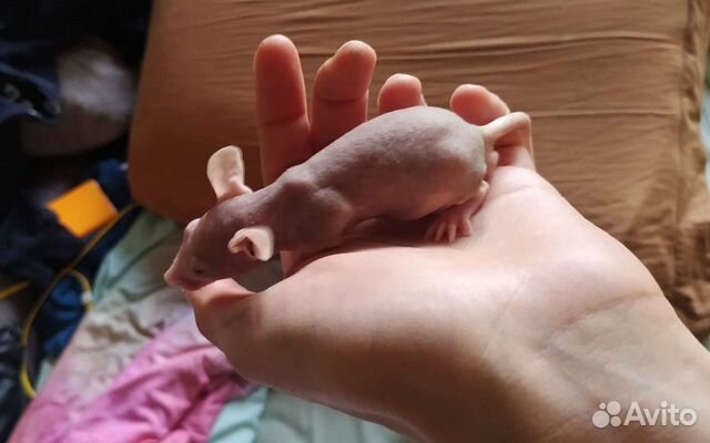 Крысенок сфинкс стандарт