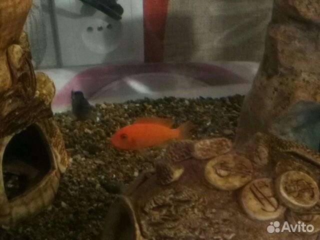 Цихлиды Красная зебра