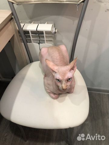 Кот сфинкс