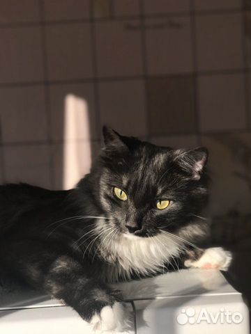 Кот