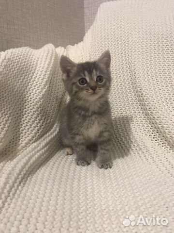 Британские котята