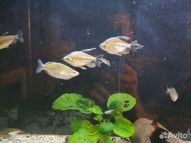 Рыбка Тетра Конго 4шт.,3самца и 1самка