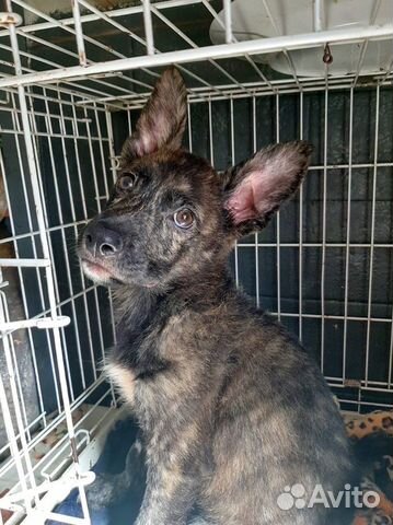 Собака с необычным окрасом ждет своих хозяев