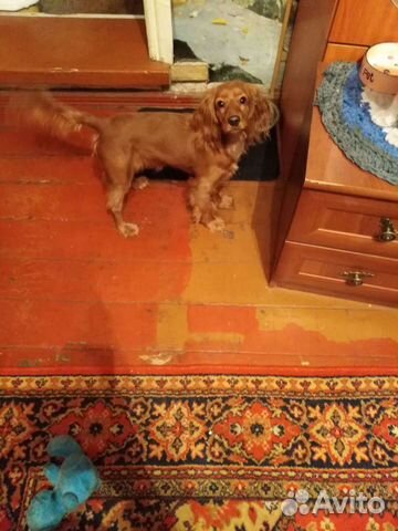 Спаниелька