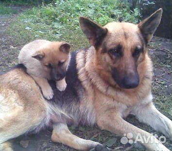 Щенок овчарки