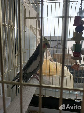 Продам попугая Карелла