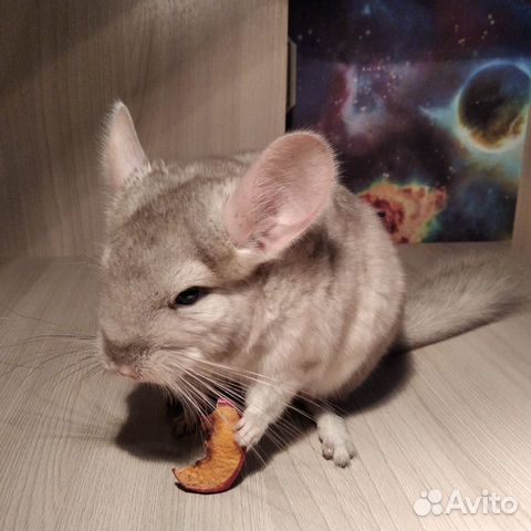 Шиншилла девочка