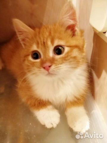 Котёнок в добрые руки