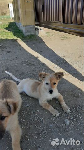 На четверть немецкая овчарка