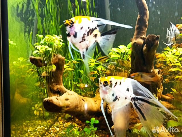 Продам скалярий