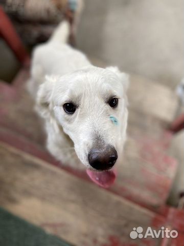 Золотистый ретривер