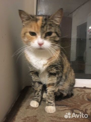 Красавица кошка Шанель 1,5 года,очень ласковая