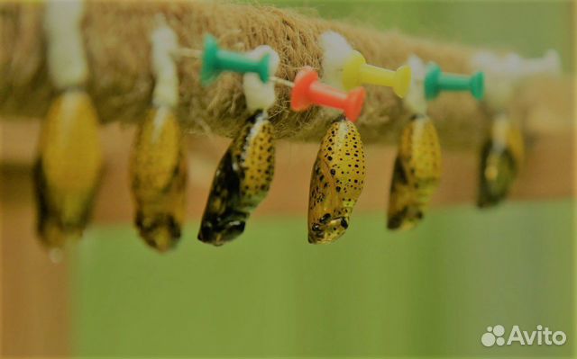 Куколки бабочек оптом