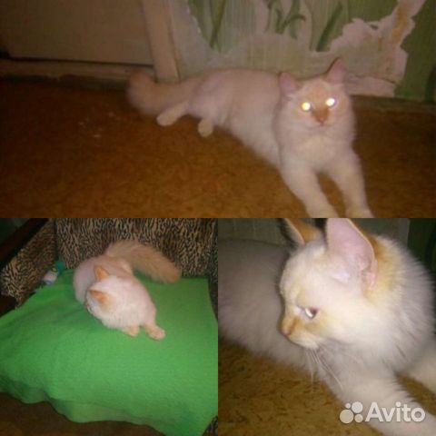 Кошки в добрые руки