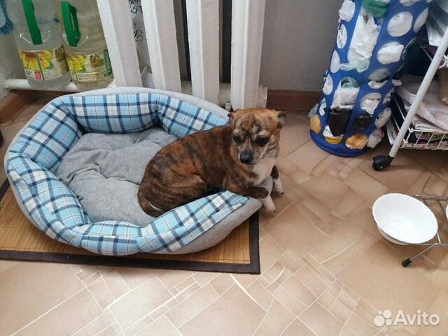 Молодой тигр познакомиться