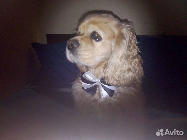 Вязка Американский коккер спаниель