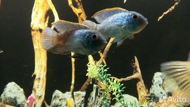 Рыбы,наноакары