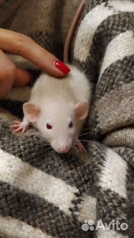 Крысята Дамбо