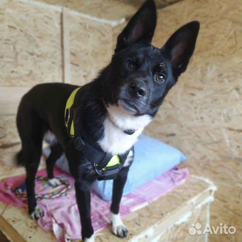 Собака солнышко, улыбака, веселая, активная