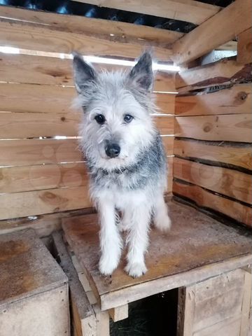 Пушистик в добрые руки