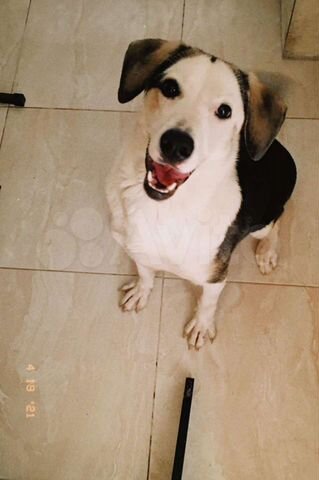 Верный друг и охранник