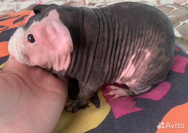 Морские свинки