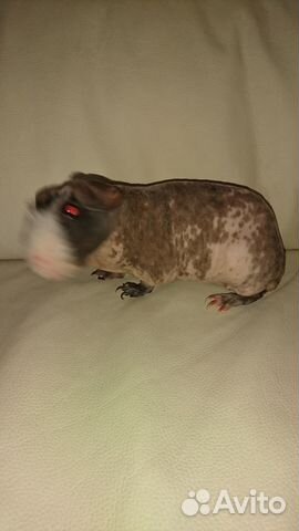 Морская свинка скинни