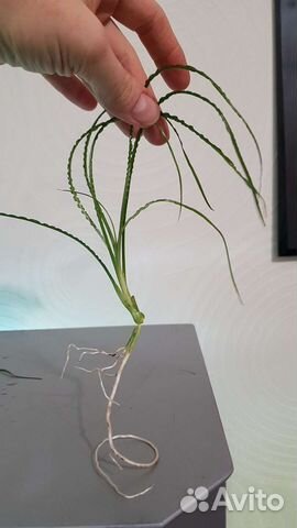 Кринум волнистый