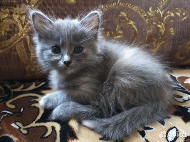 Кошка