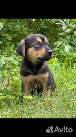 Щенок в добрые руки бесплатно