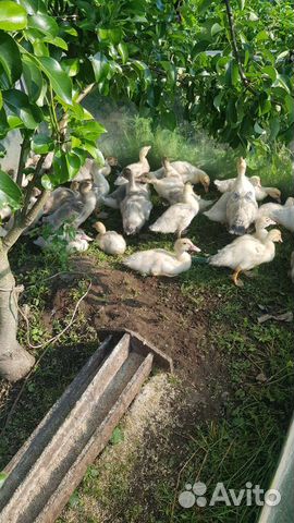 Утята мускусные подрошенные двух недельные