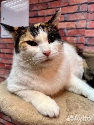 Болтушка кошечка Люся 4 года