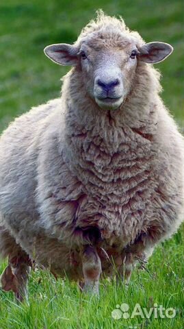 Продажа барана на праздник "Курбан байрам"