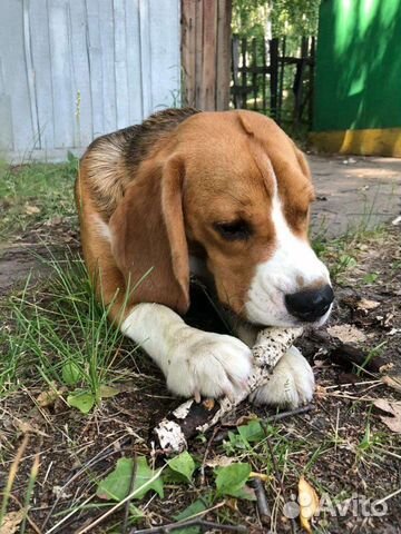 Щенки бигль