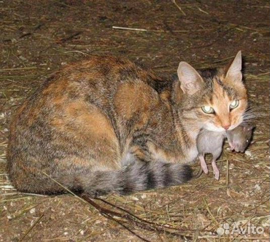 Крутые крысоловы- кошки и котята - в подарок