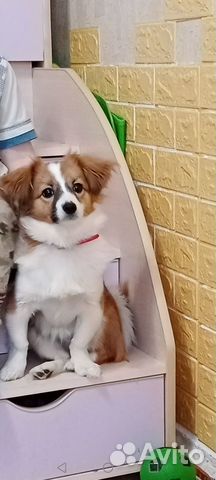 Отдам бесплатно