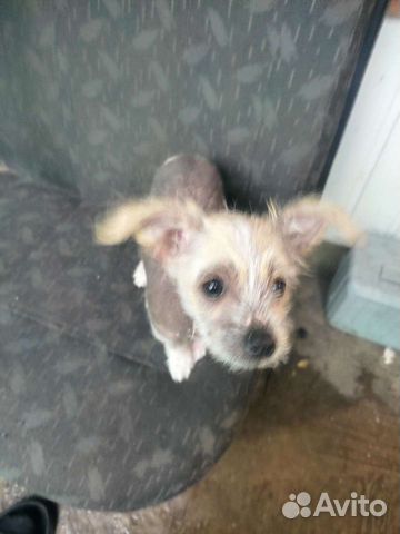 Норвич терьер