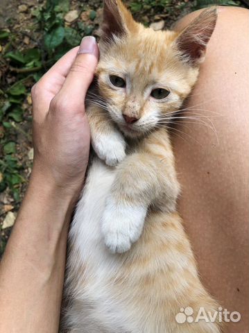 Рыжий котенок в добрые руки доставка
