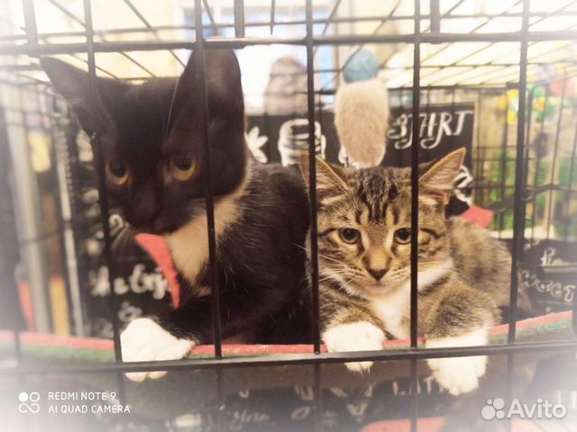 Кошка в дар бесплатно