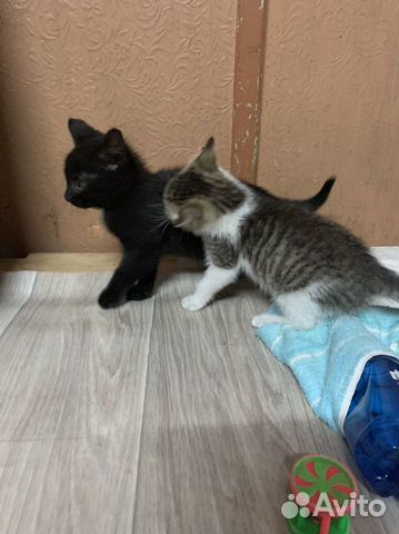 Котята разные