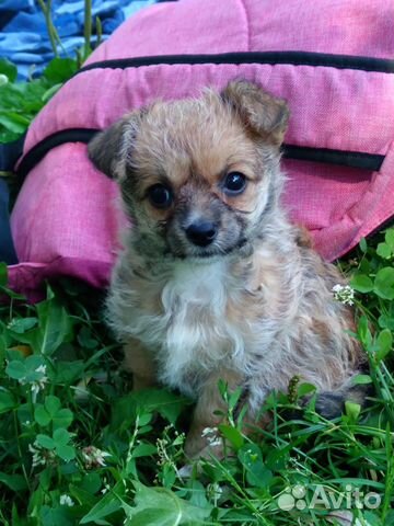 Продаётся щенок