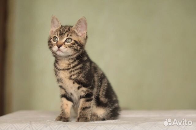 Кошка