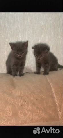 Шотладские вислоухие котята