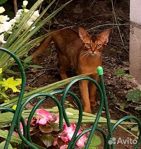 Абиссинская котик подрощенный