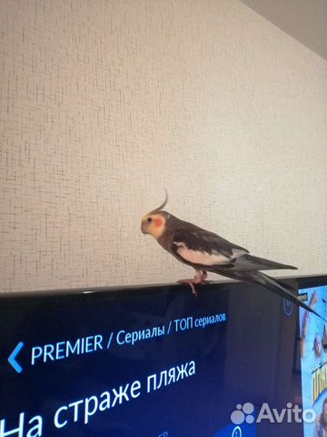 Попугай корелла