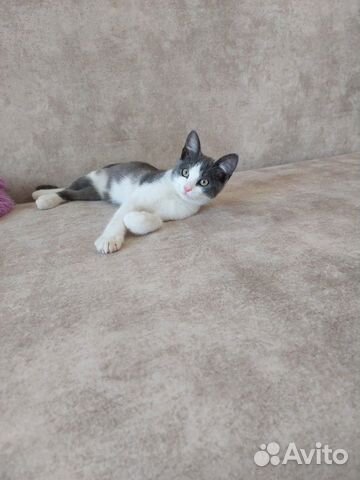 Семочка ищет дом